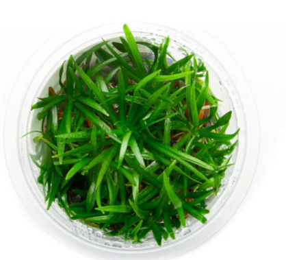 Helanthium tenellum var. 'Broad leaf IC154 | Aquarium Aquascaping ...